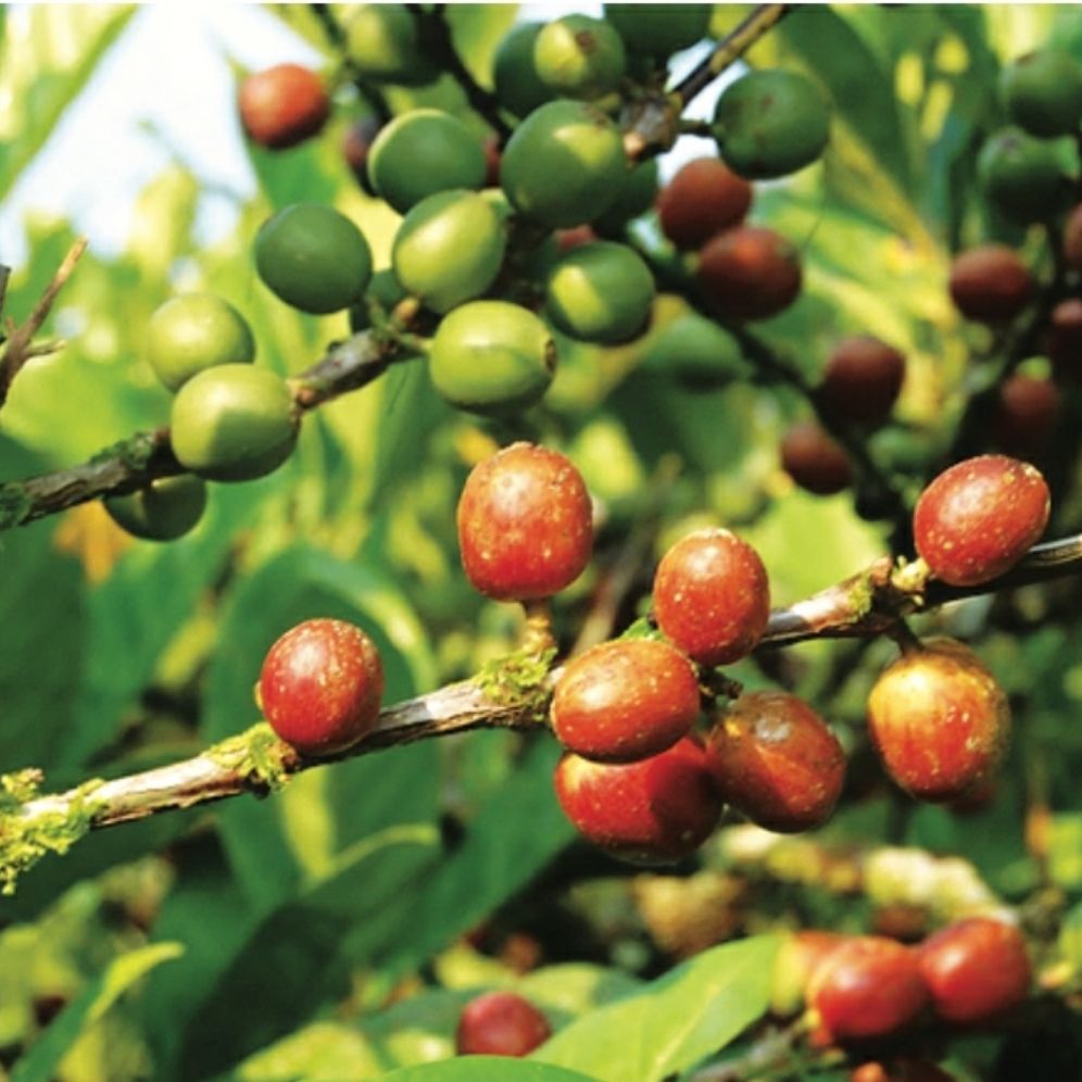 Kapeng Barako seedlings/liberica | Lazada PH