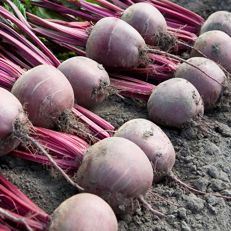 [Fast Delivery] 100% Authentic Red Beetroot Seeds Rare Dark Red Beets ...