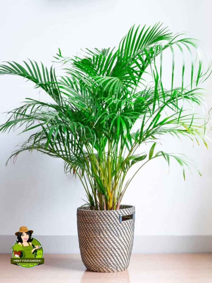 Palmera Plant (included pot, pebbles and soil) | Lazada PH