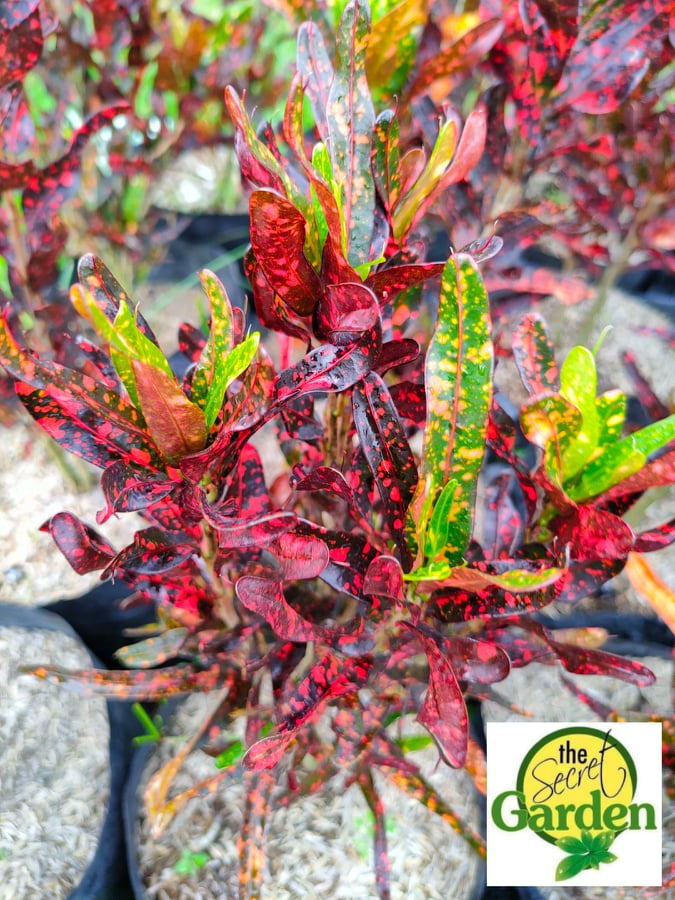 Croton Red Bottom Batik with FREE plastic pot, pebbles and garden soil ...