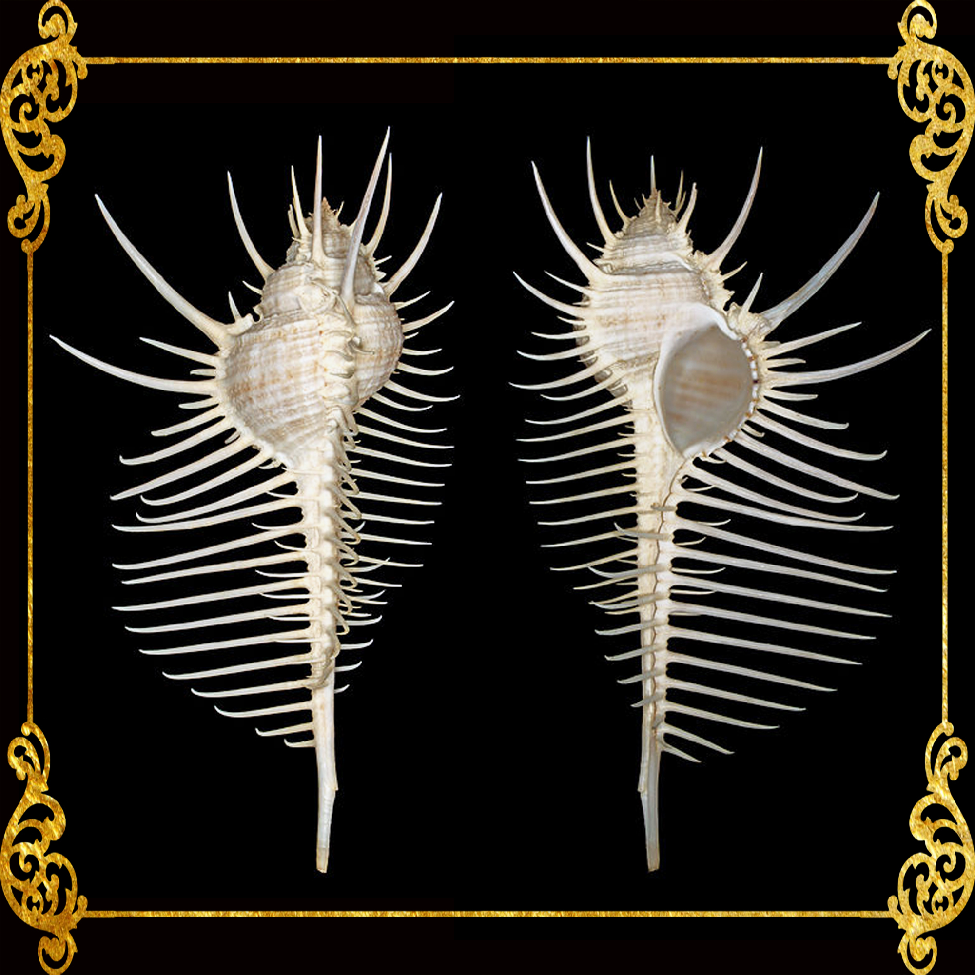 Murex Pecten Venus Comb Murex 3 - 5.5 Inches | Lazada PH