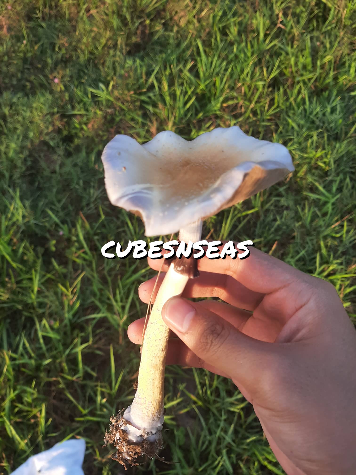 Yellow Goomba Capsule | Lazada PH