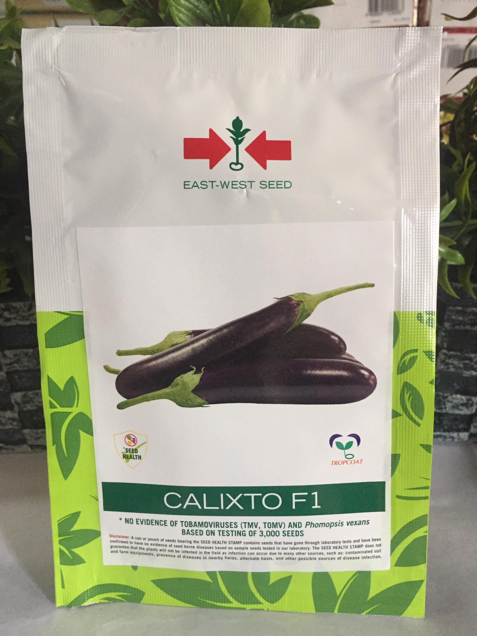 Eggplant (Talong) Calixto F1 East West Seeds asenso pouch (minimum of ...