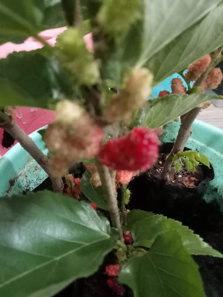 4+1 FREE Flowering Mulberry Plant | Lazada PH