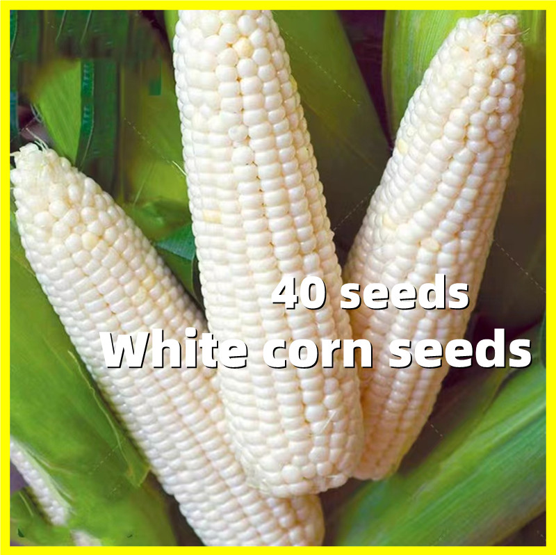 White Corn Seeds - 40 Seeds White Pearl Sweet Corn Seeds for Planting ...