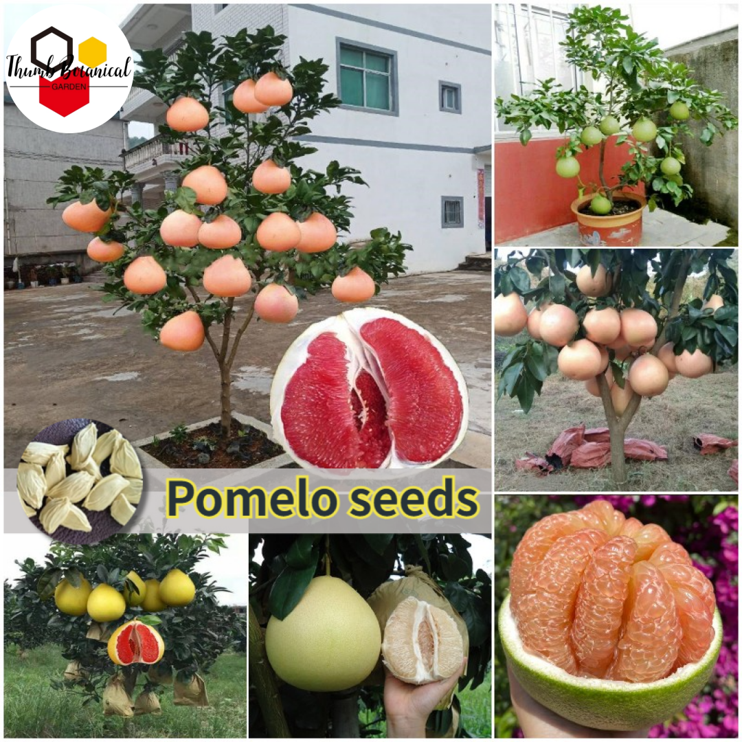Pomelo Seeds (15SEEDS) - Bonsai Pomelo Seeds Dwarf Red Pomelo Seeds ...