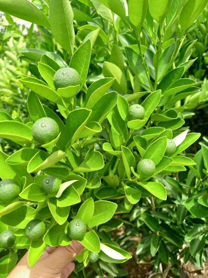 CALAMANSI PLANT (SMALL SIZE) WITH FRUITS ALREADY | Lazada PH