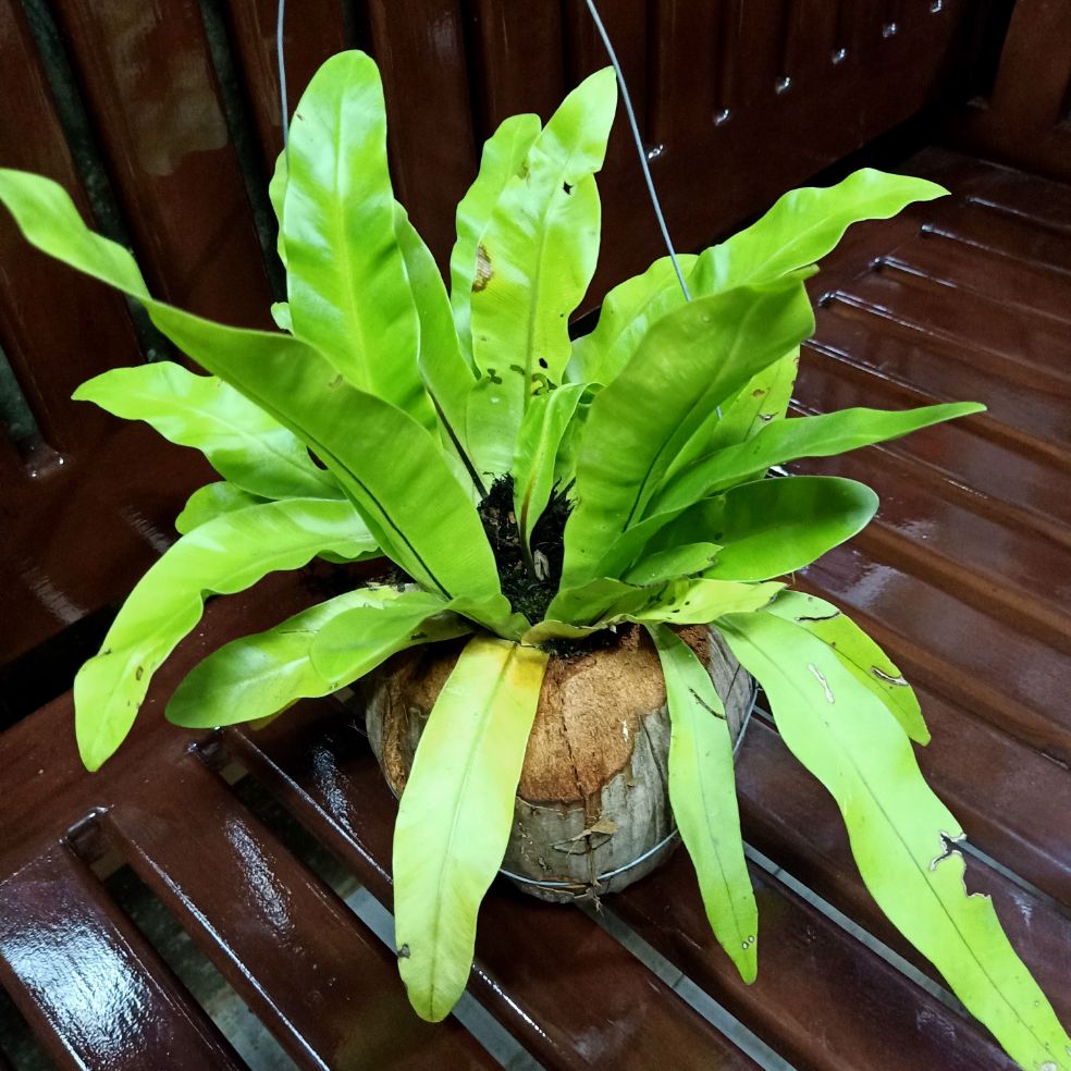 Bird's Nest Fern Plant (Asplenium Nidus / Pasdak) | Lazada PH