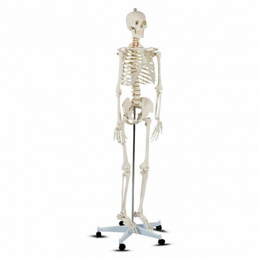 Skeleton Model, Medical Anatomical 173cm, Life Size with Stand Included ...