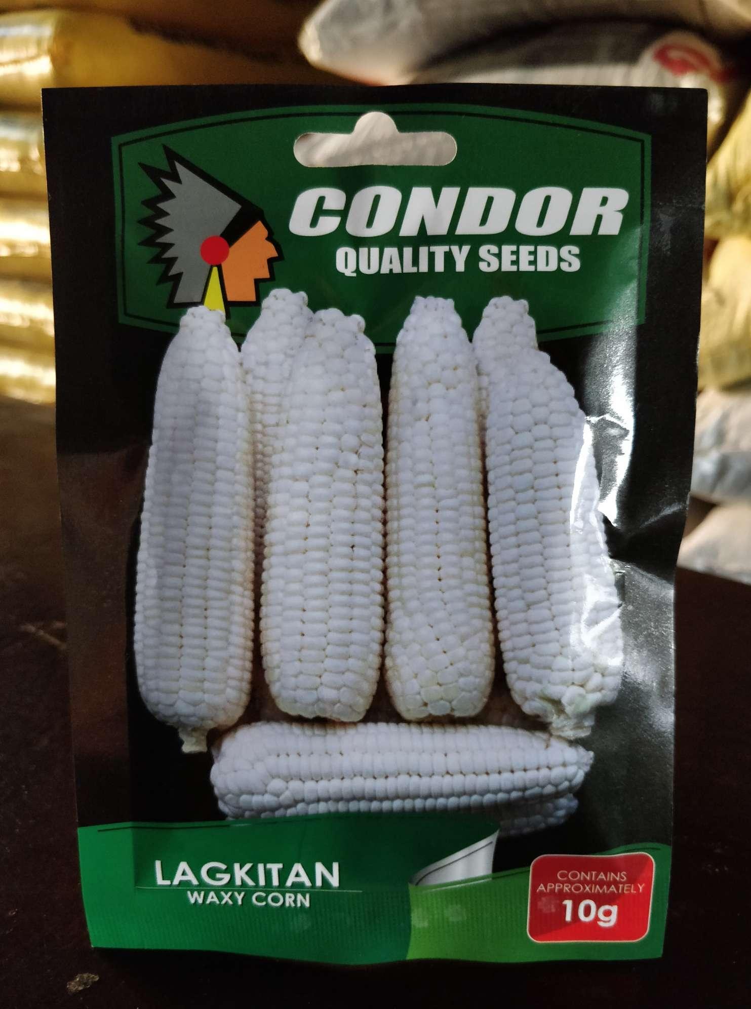 CONDOR SEEDS - WAXY CORN SEEDS - LAGKITAN 10 Grams | Lazada PH