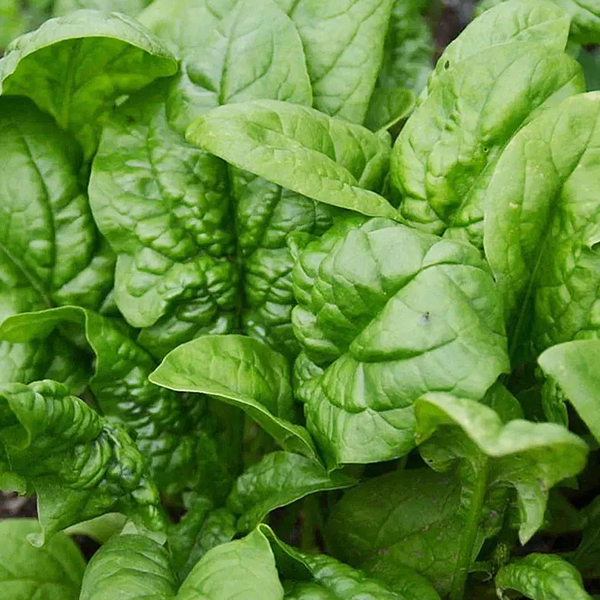 Bloomsdale Spinach Seeds - Bloomsdale Spinach Longstanding Seeds ...