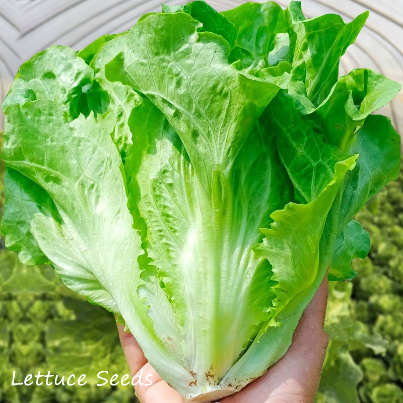 [Fast Germination] Malaysia Ready Stock 100Pcs Lettuce Seeds Organic ...