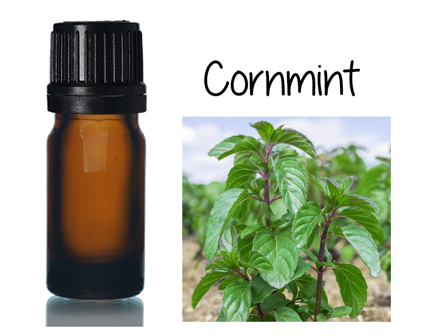 Pure Cornmint essential oil 5ml corn mint | Lazada PH