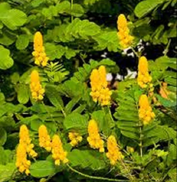 ACAPULCO SEED`S/ HERBAL MEDICINE | Lazada PH