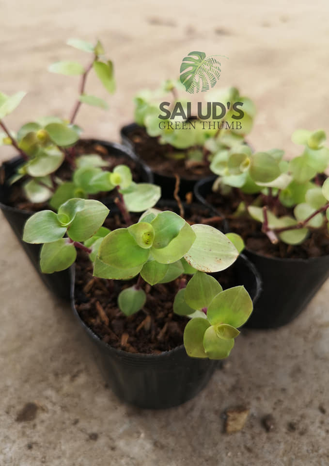 Yellow Turtle Vine | Lazada PH