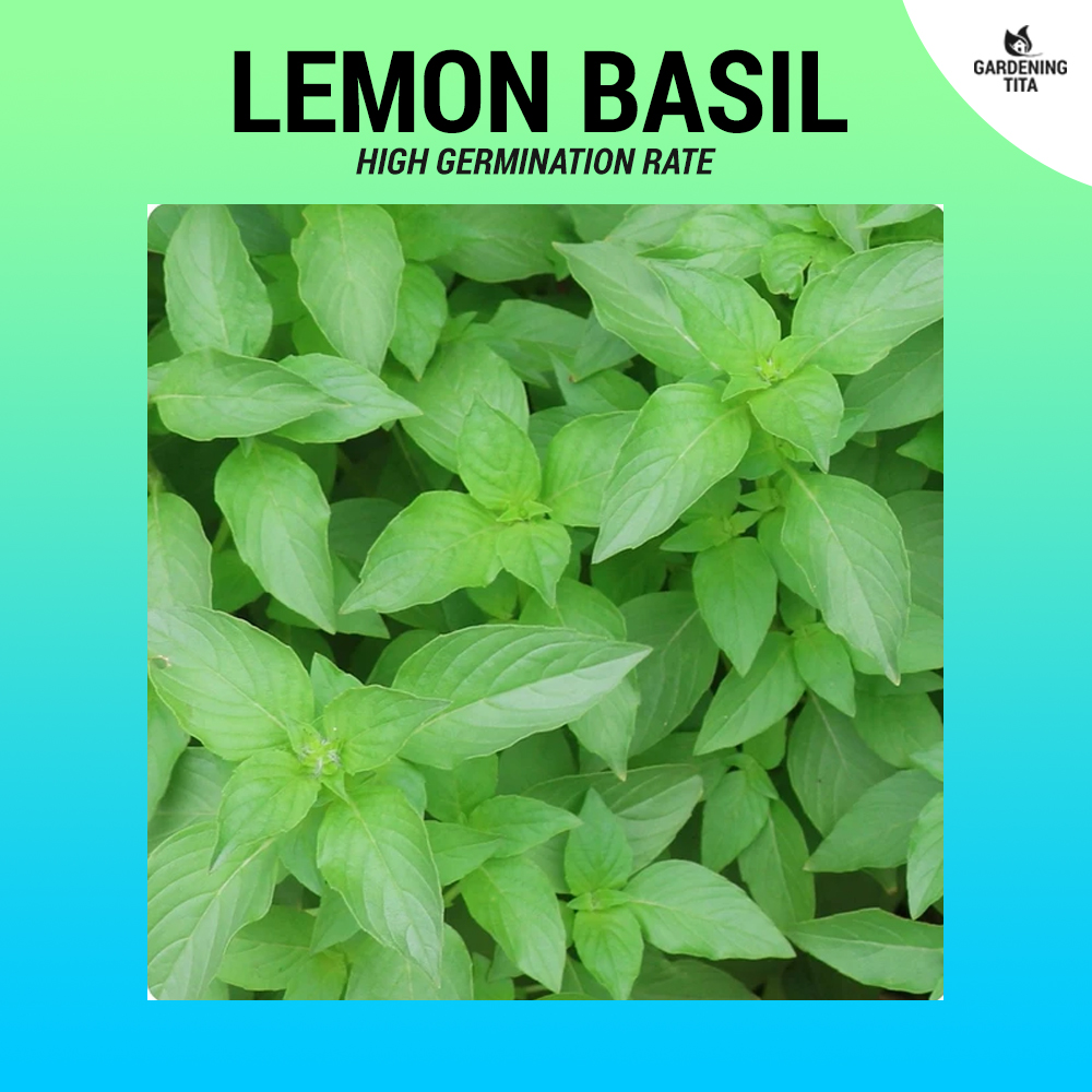 Lemon Basil Seeds (Culinary Herb) approx. 200 pcs | Lazada PH