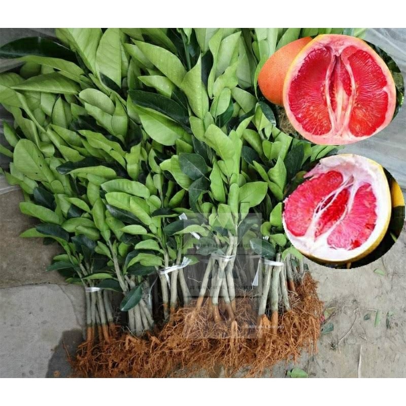 GRAFTED Dwarf Pomelo/Suha Davao pink Variety | Lazada PH