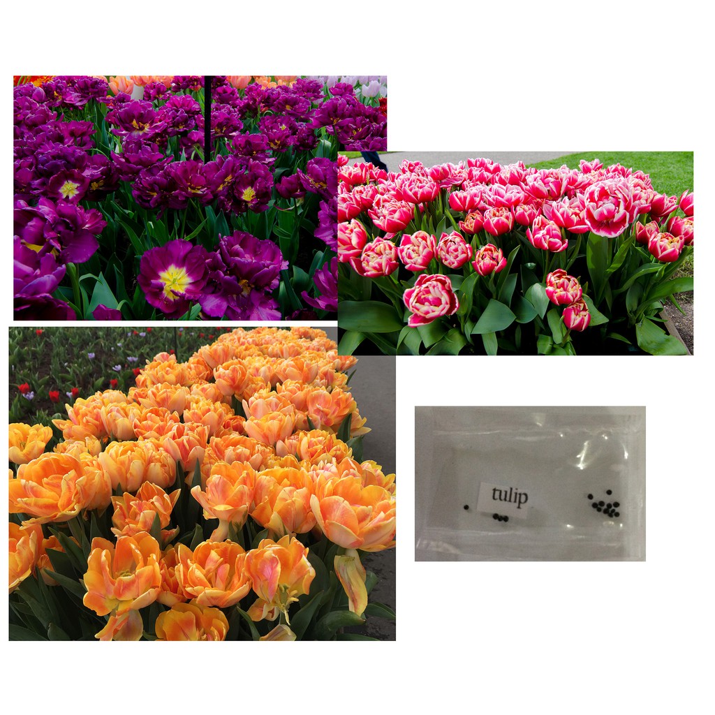 Double petal tulip flower seeds assorted colors rare variety | Lazada PH