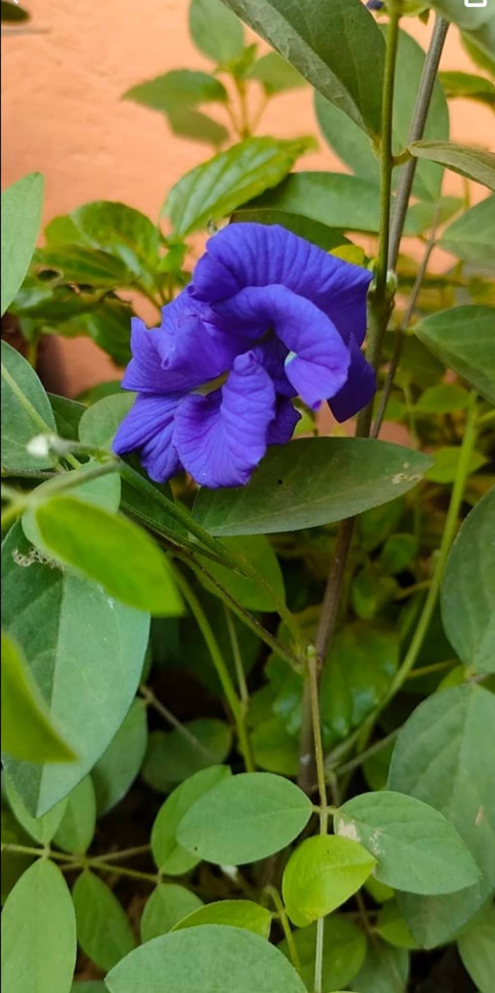 Blue Ternate Clitoria Ternatea Butterfly Tea Flower-Real Plants-Indoor ...