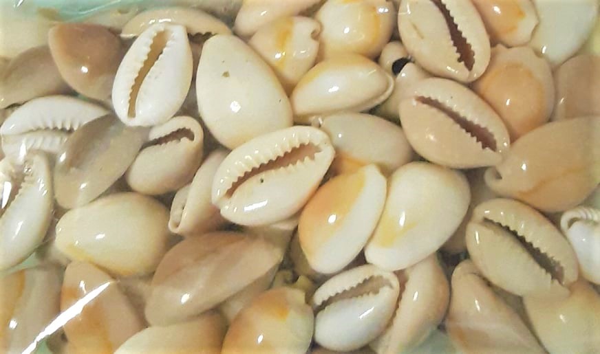 Sungka shells/sigay 100 pcs. | Lazada PH