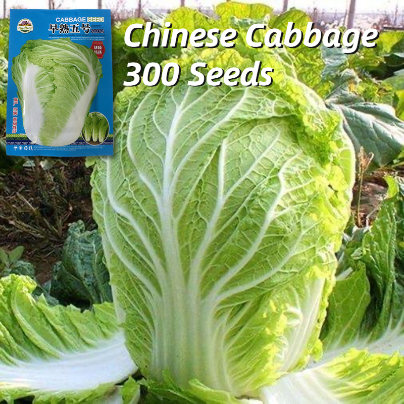 High Yield Chinese Cabbage Seeds (300 Seeds) Early-maturing Chinese ...