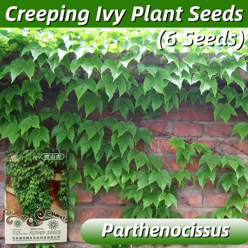 High Quality Creeping Ivy Live Plant Seeds (6 Seeds) Fence Wall ...