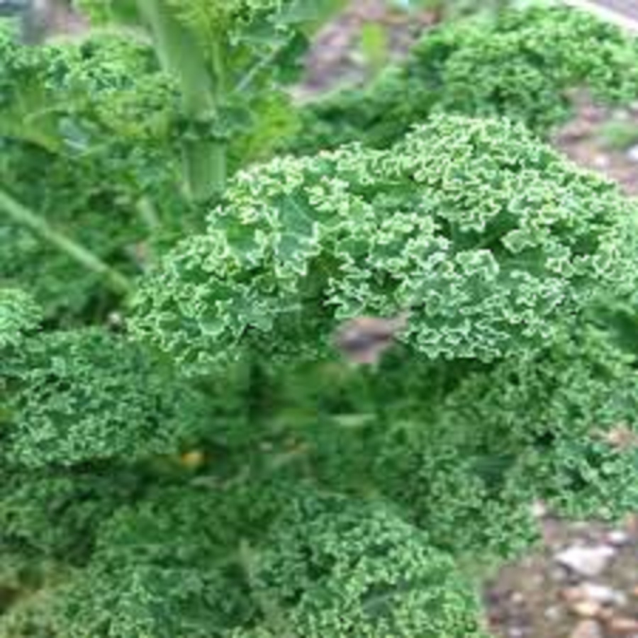 Green KALE Borecole Seeds for Planting (10 seeds) VEGGIES | Lazada PH