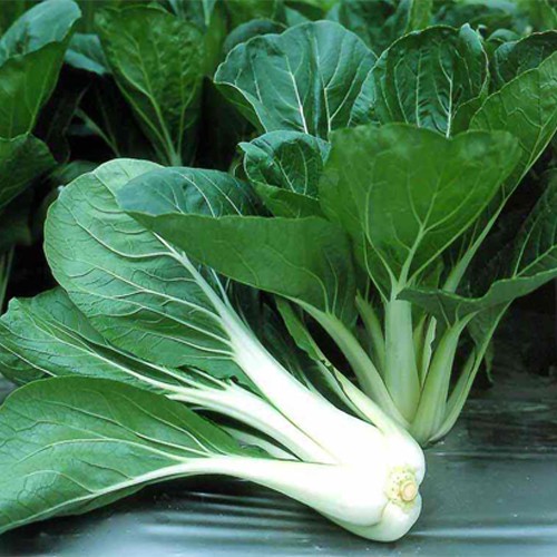 BUY ONE TAKE ONE! Pechay Black Behi Seeds for Planting (20 seeds ...