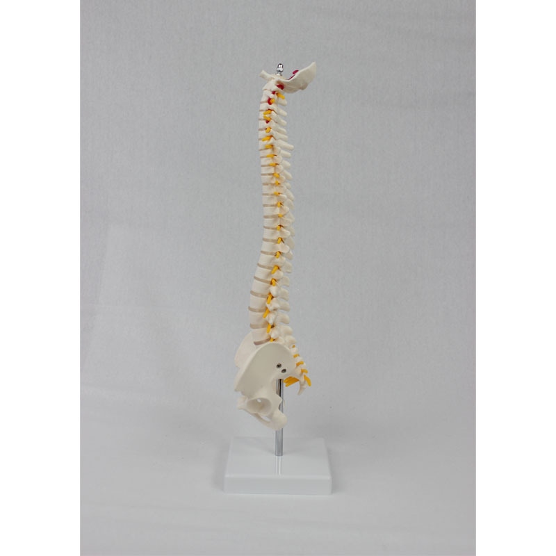 Medium-sized backbone with pelvis (vertical) model of human body ...
