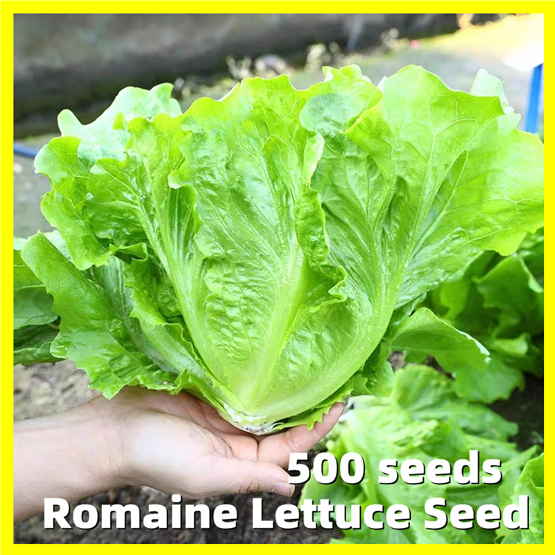 Romaine Lettuce Seed - 生菜种子 500 Seeds Rapid Leafy Lettuce Seeds for Planting Lettuce Vegetable ...