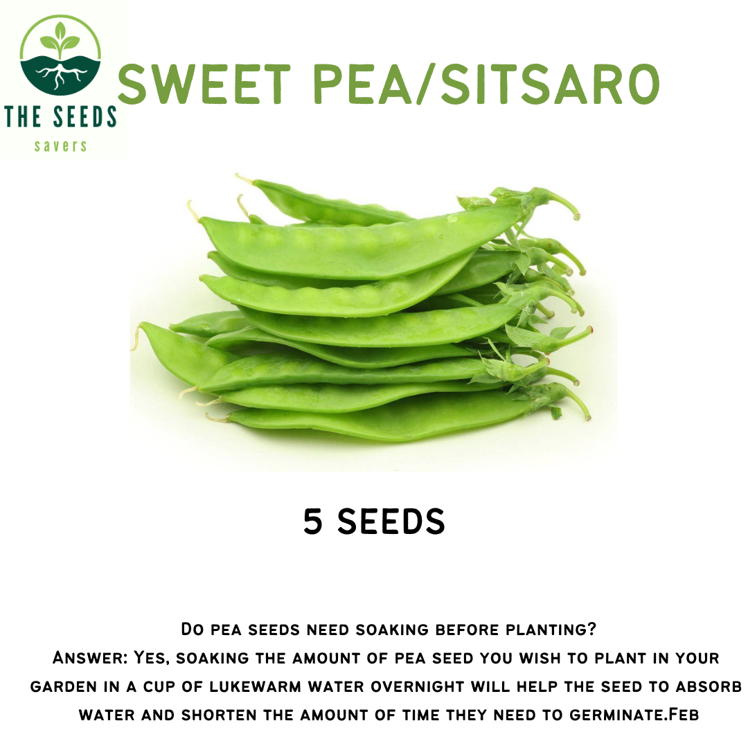 SWEET PEA / SITSARO - 5seeds | Lazada PH