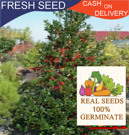 Holly Tree Seeds HLY High germination Flowering Plant tree seeds good ...