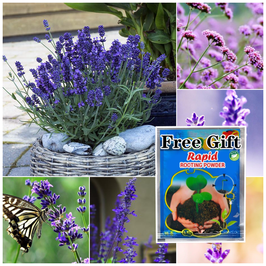 Lavender Flower Lavandula(20 Seeds)Potted Halaman Live Flowers Plants ...
