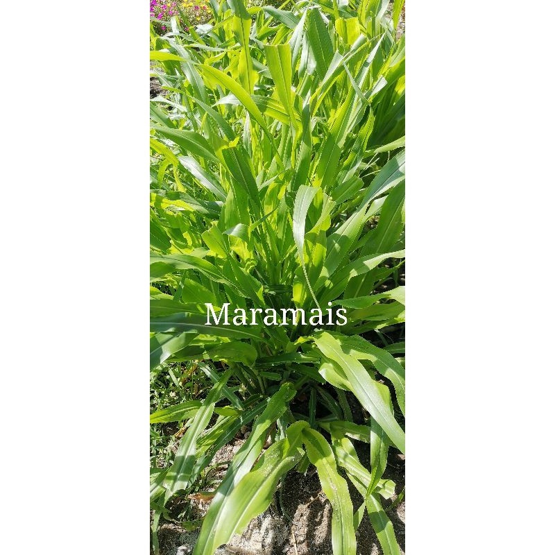 Mara mais seeds or Maramais (220 to 240 seeds/ pack or 60 to 70 seeds ...