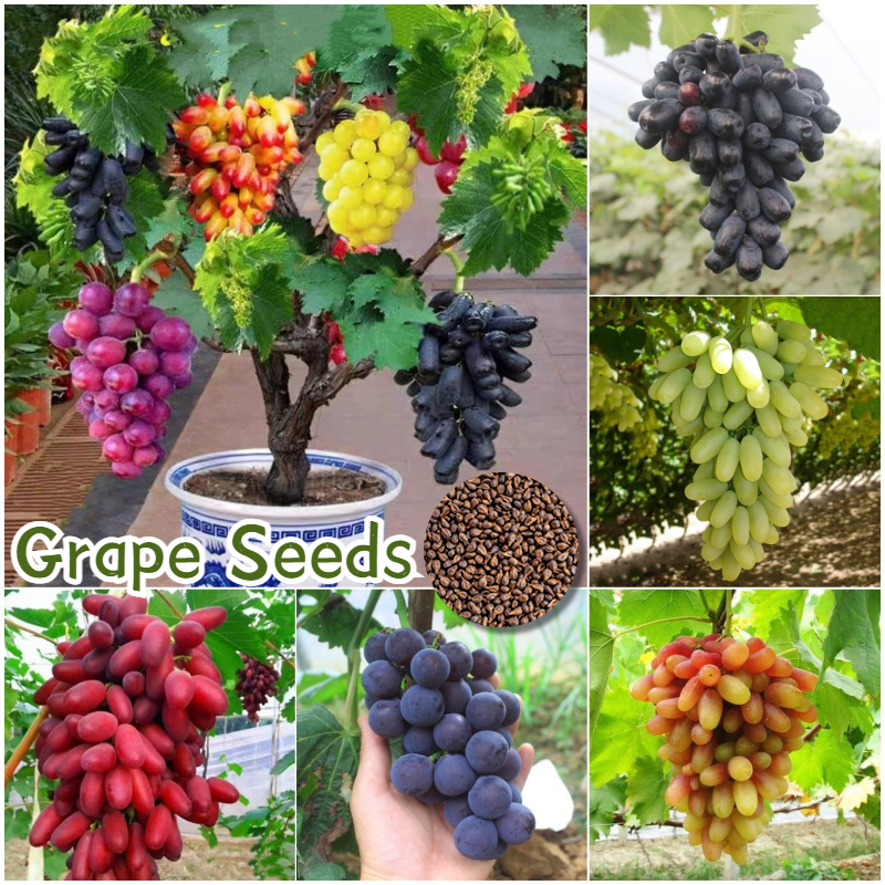 [Fast Growing] Fresh Grape Seeds Fruit Seeds for Planting Fruit Plants ...