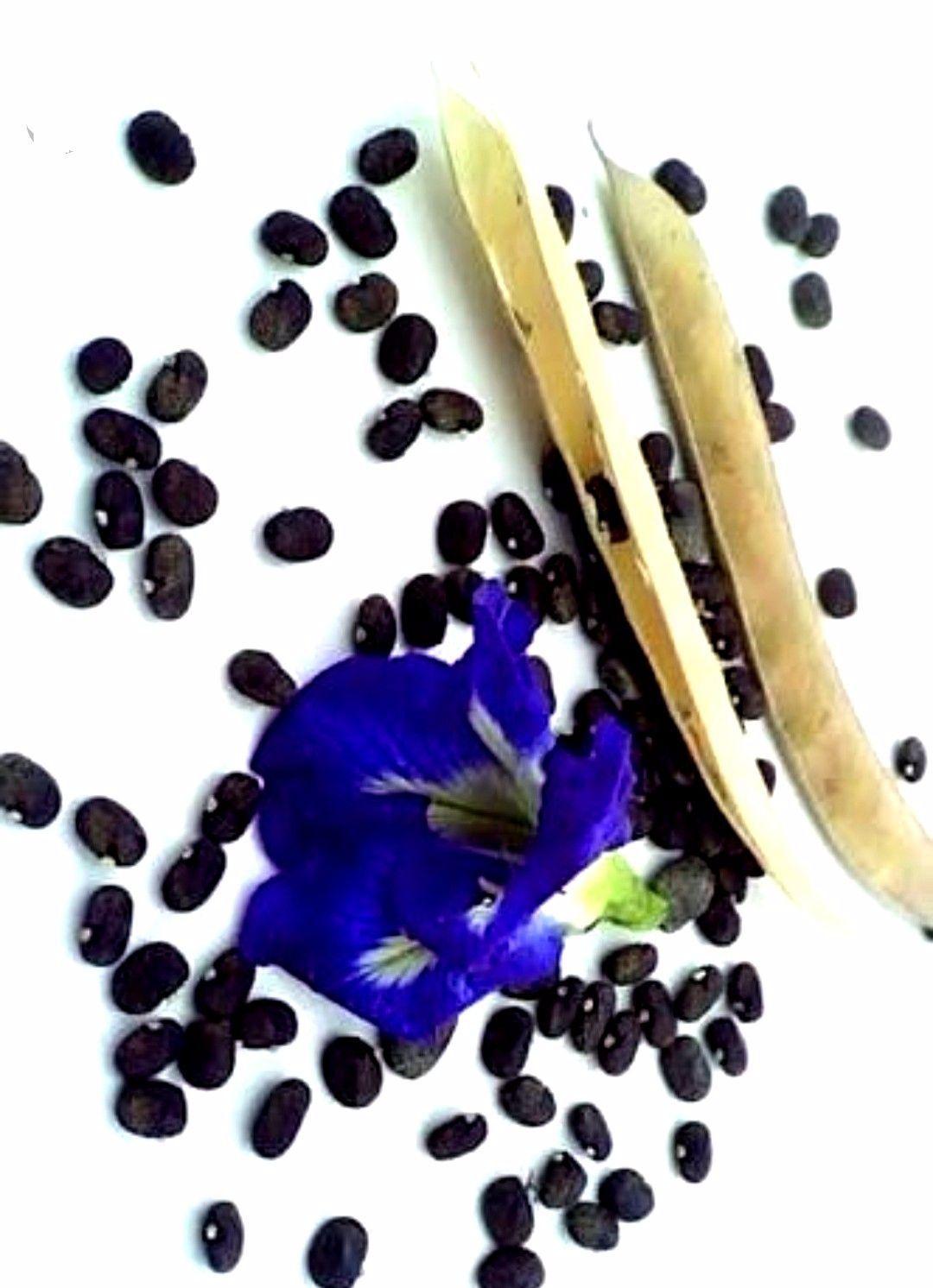 Blue butterfly pea ternate seeds (15pcs) | Lazada PH