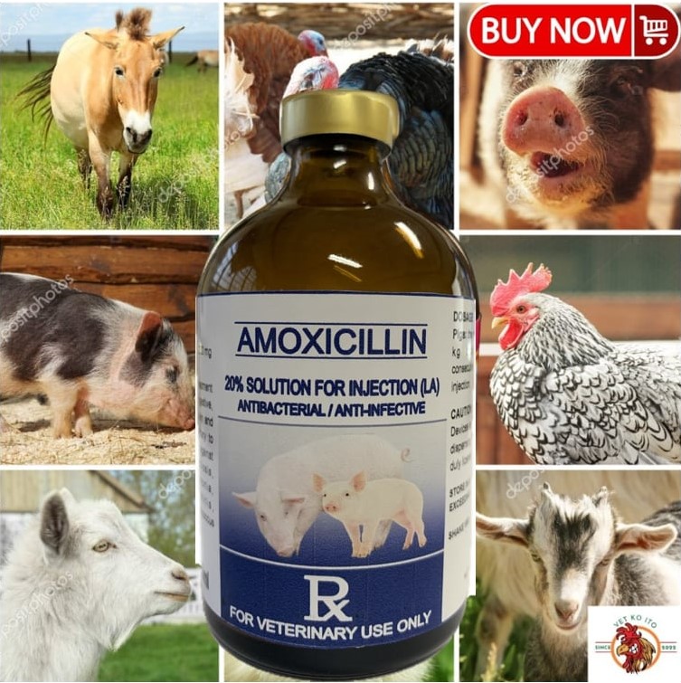 Amoxicillin 20% Solution for Injection (LA)/ 100ml | Lazada PH