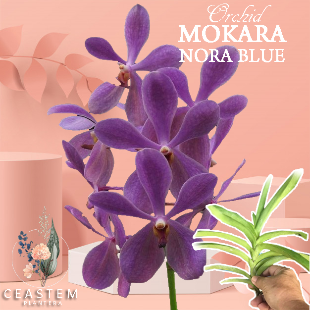 [SEEDLING] Mokara Vanda Orchid "Nora Blue" 50 seeds (not live plants) | Lazada PH