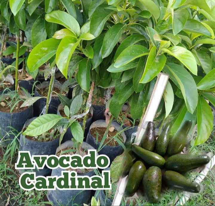 Avocado Tree (Live Plant) with FREE plastic pot, and garden soil ...