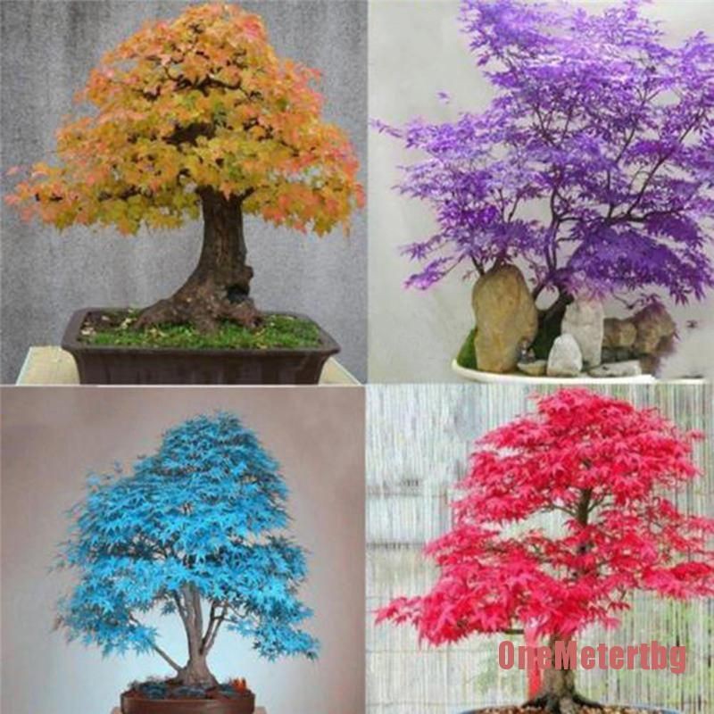 20pcs bag bonsai blue maple tree seeds Bonsai tree seeds | Lazada PH