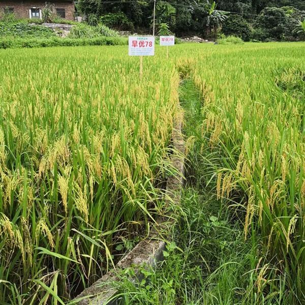 High yield upland rice seed Hanyou 78 high quality rice seed water ...