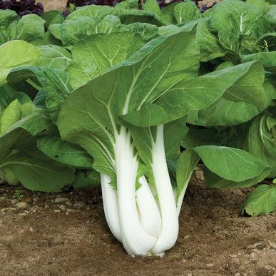 Shima Dakuan | WHITE STEM PECHAY SEEDS (1644 seeds) Black Behi pechay ...