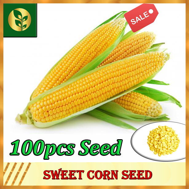 Sweet Corn Seeds | Yellow Corn | Corn Seeds | Vegetable seeds | Golden ...