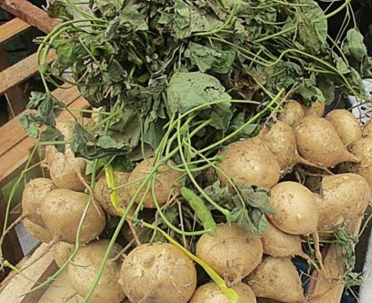Singkamas Seeds Home Garden High Germination | Lazada PH