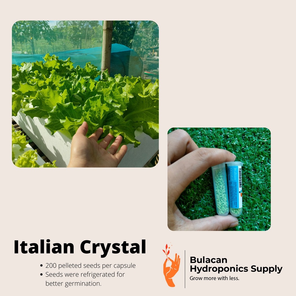 Italian Crystal Lettuce - Pelleted | Lazada PH