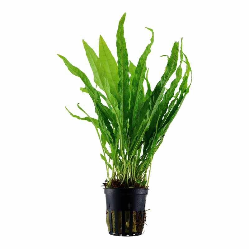Anubias java fern Aquatic plants | Lazada PH