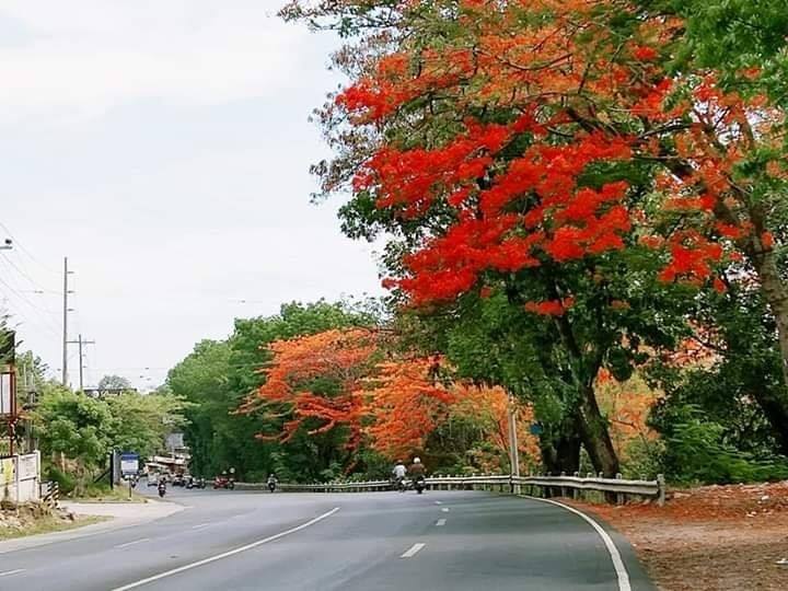 Fire Tree Seeds (25pcs) | Lazada PH