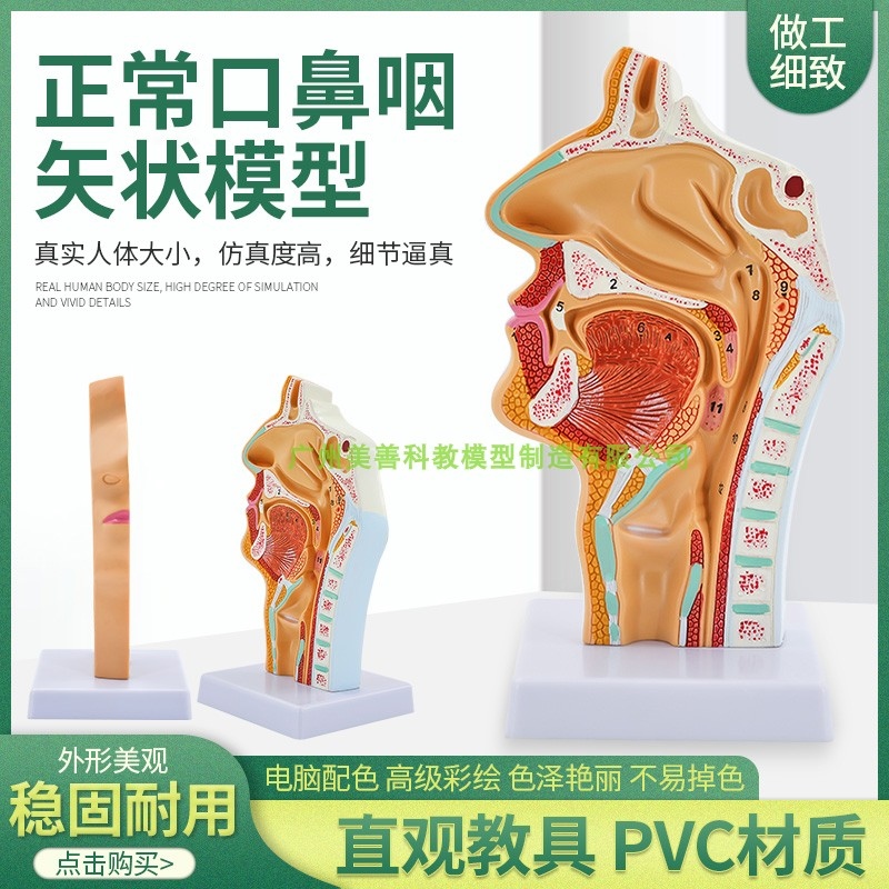 Human nose mouth throat anatomical model nasopharyngeal oropharyngeal ...