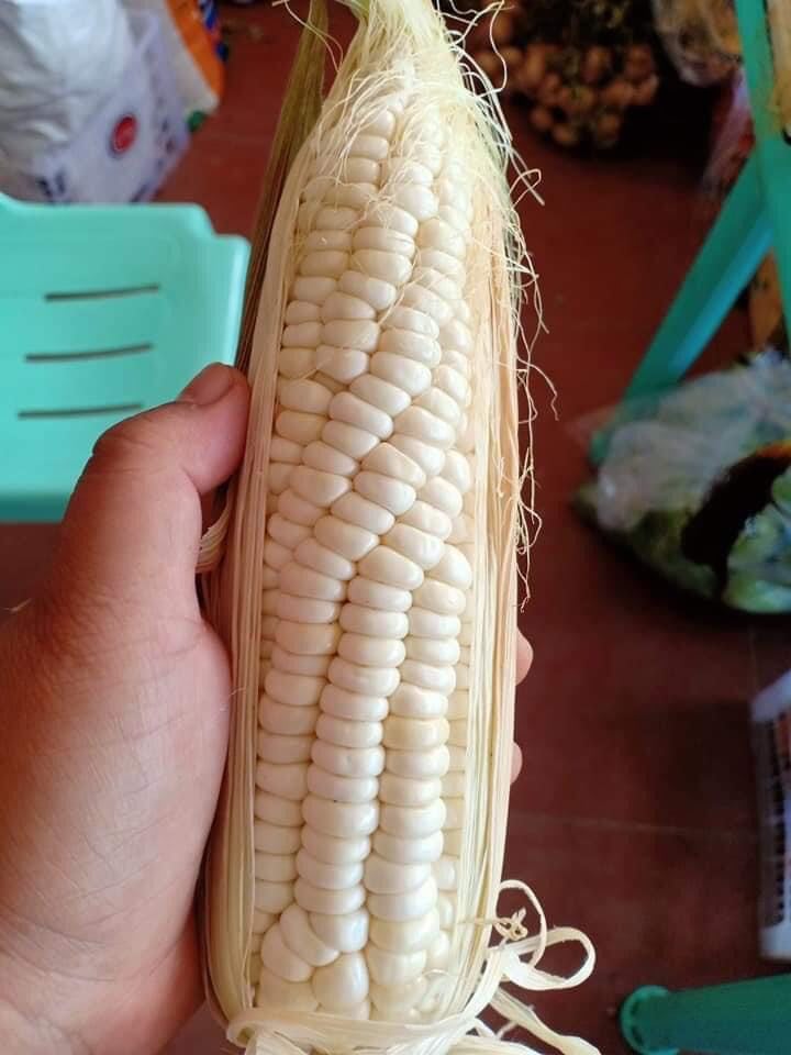 20 Seeds for Planting White Corn Mais Lagkit Binhi Pantanim | Lazada PH