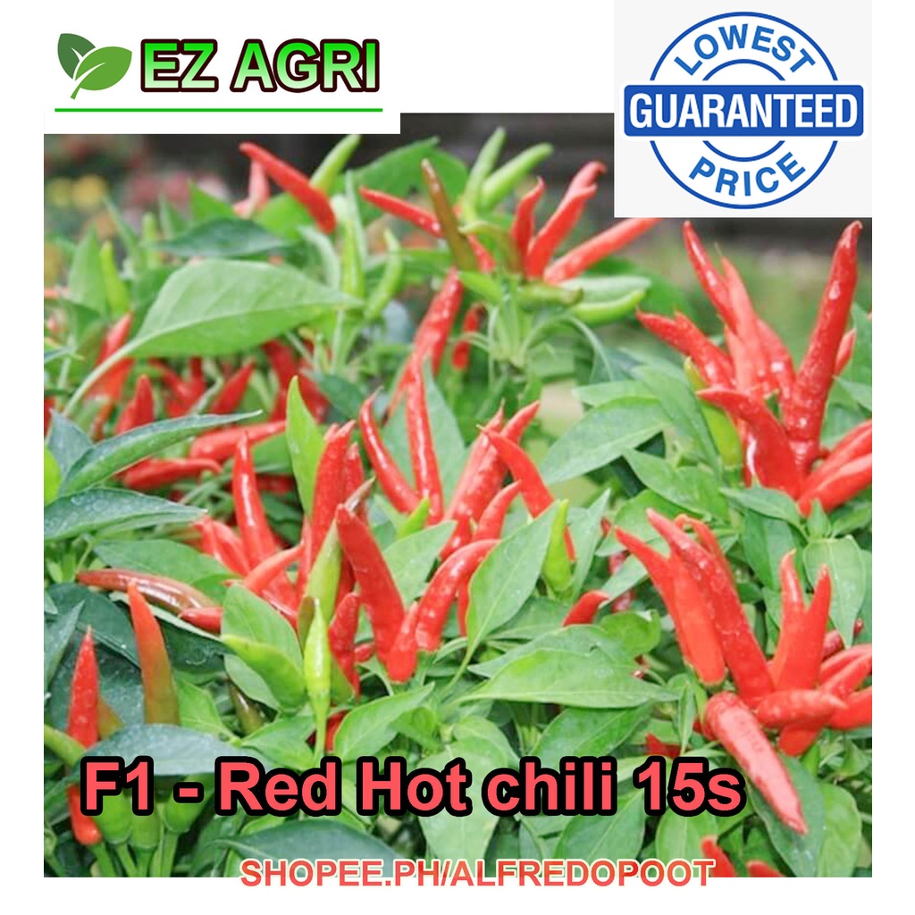 Fast Shipping Siling Labuyo Hot Pepper seeds disease resistant Sili ...